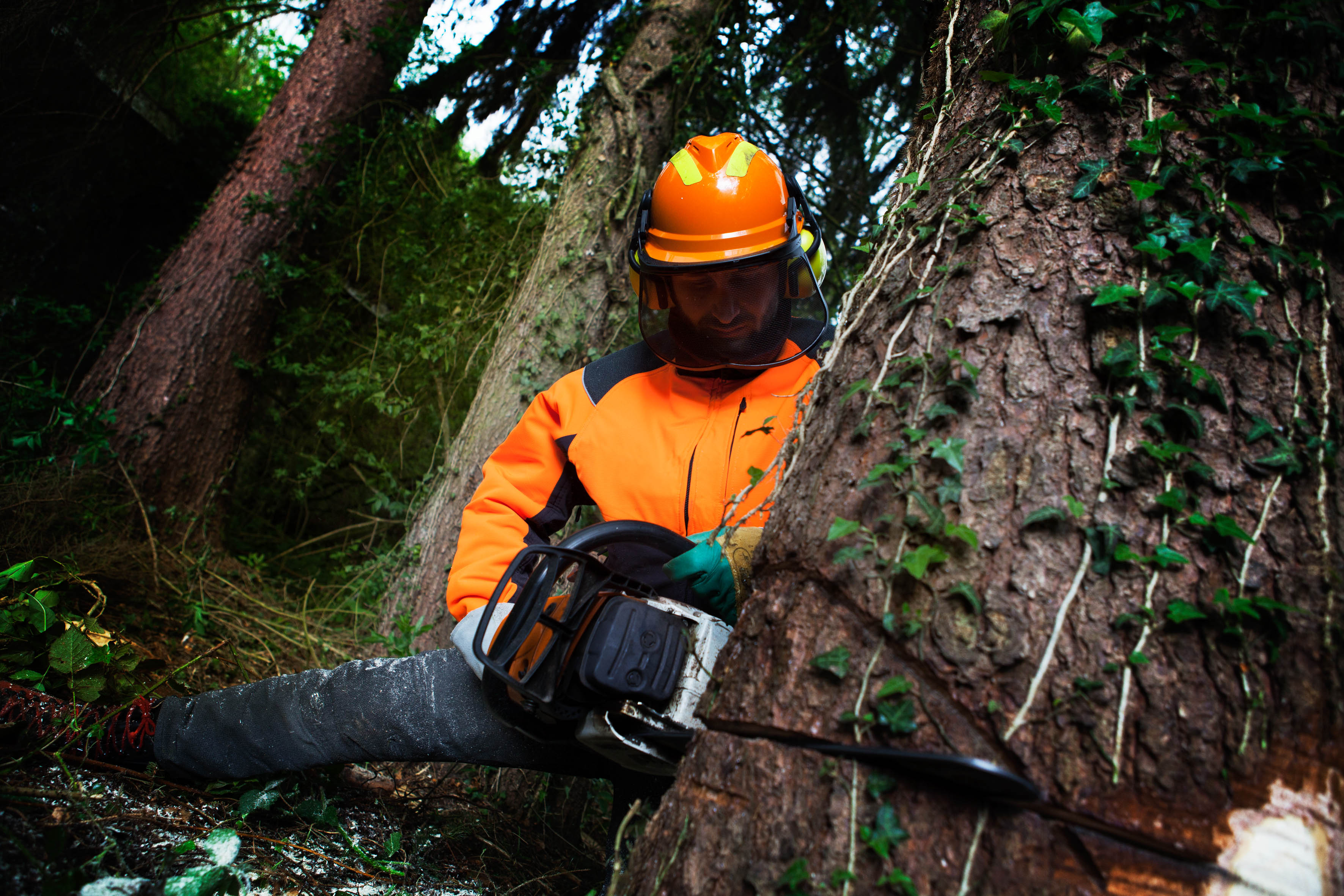 Focus sur le métier de bûcheron