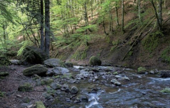 Les eaux en forêt : pour que tout soit plus clair