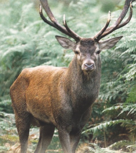 Equilibre forêt/gibier : une sylviculture favorable ? - Zimmer