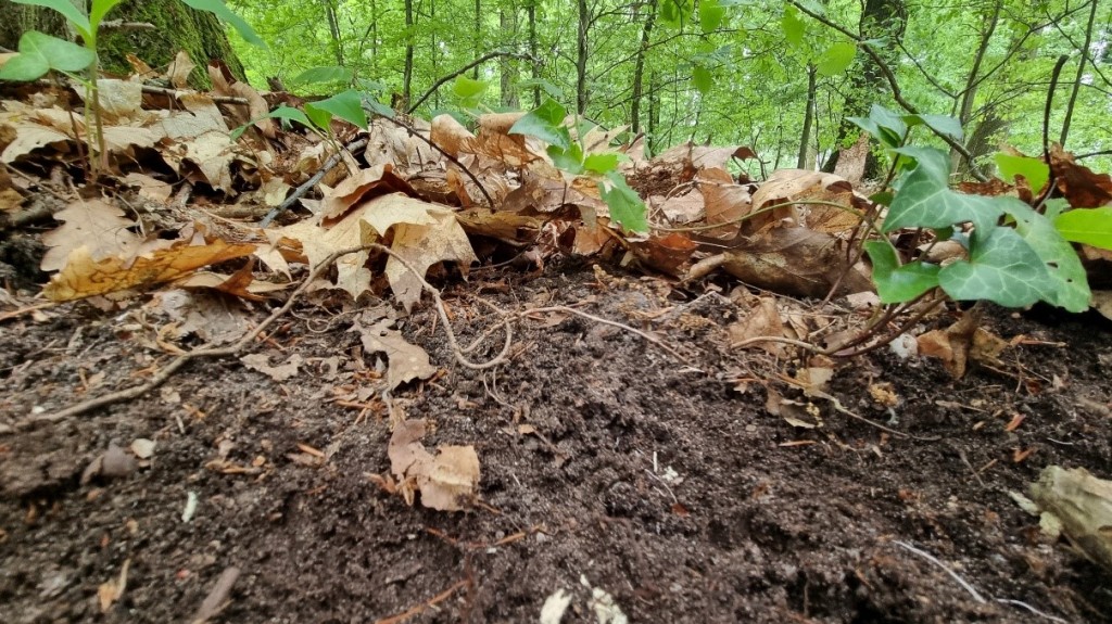 Les sols forestiers : mieux les connaître pour mieux les préserver